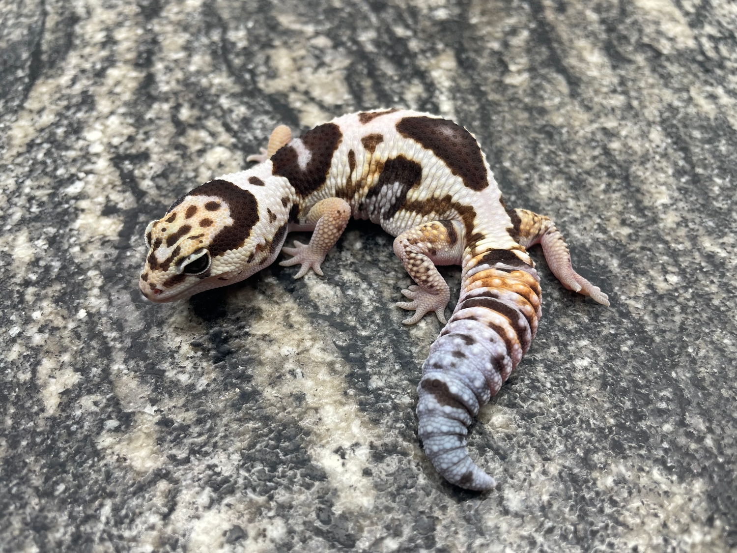 *Free Shipping* Aberrant Whiteout Het Amel Het Oreo African Fat-Tailed ...