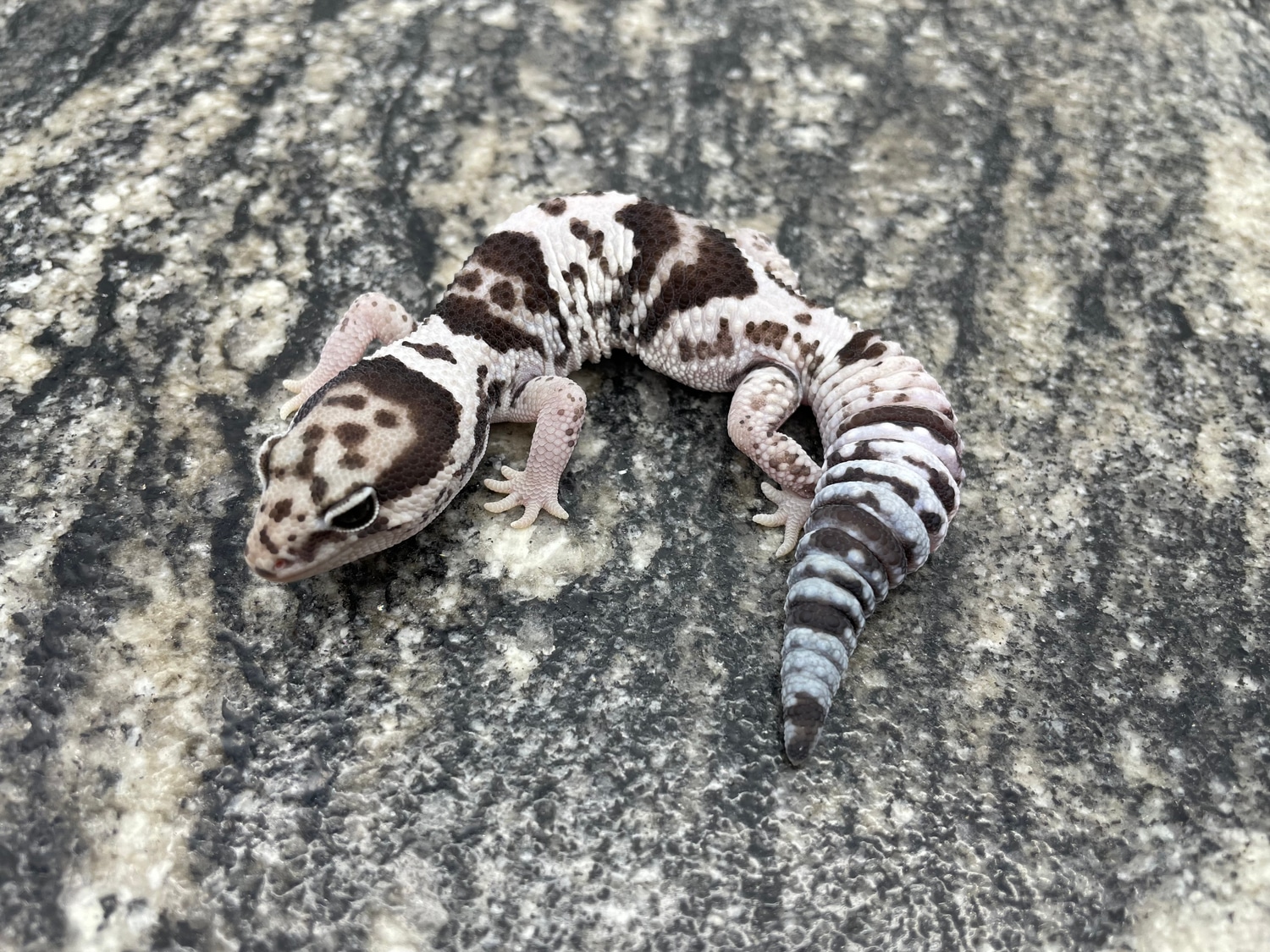 2022 Banded Oreo Whiteout African Fat-Tailed Gecko by DB Reptiles ...