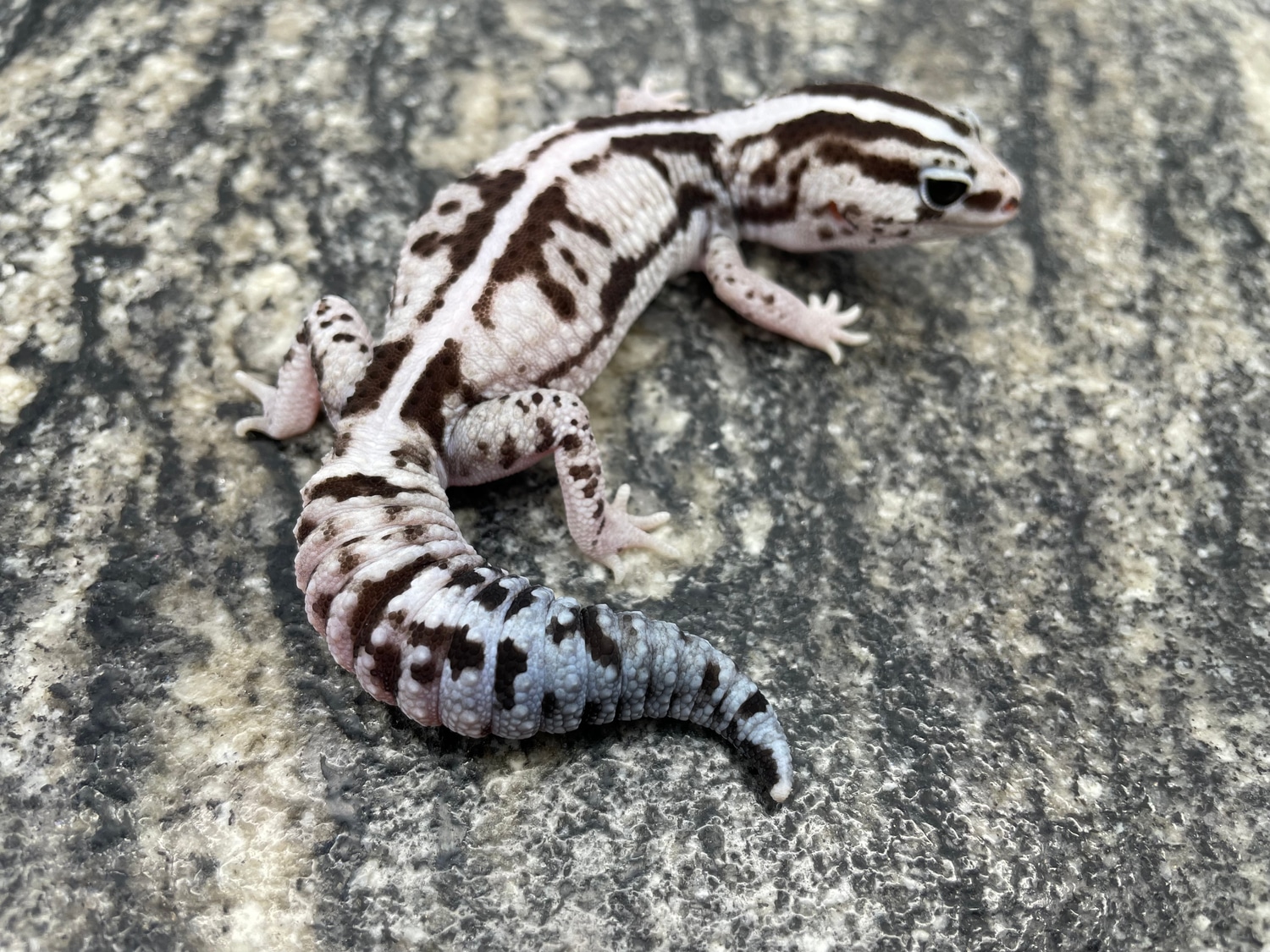 2022 Striped Oreo Whiteout Het Patternless African Fat-Tailed Gecko by ...