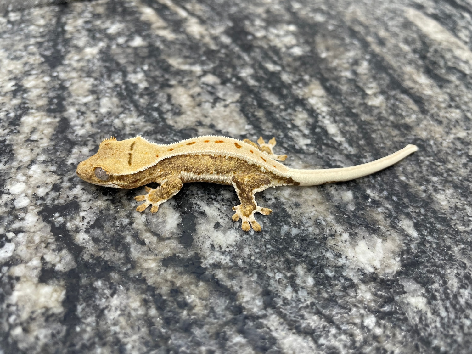 2022 Lilly White NPV Crested Gecko by DB Reptiles - MorphMarket