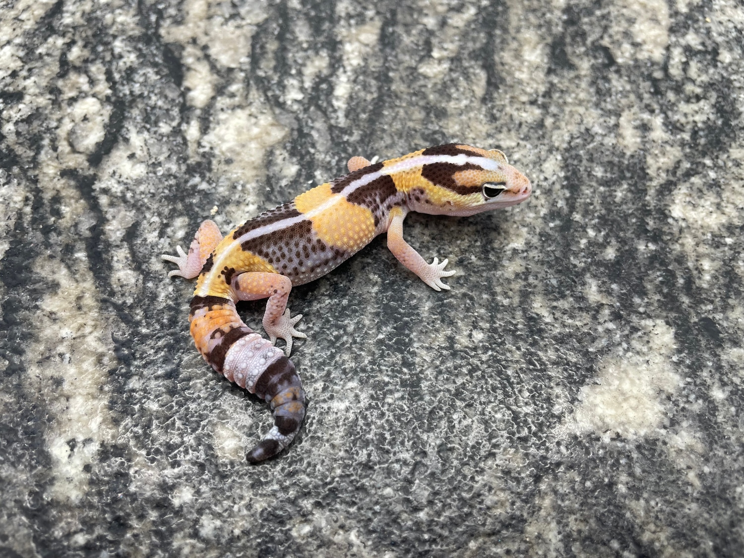 Striped Normal African Fat-Tailed Gecko by DB Reptiles - MorphMarket