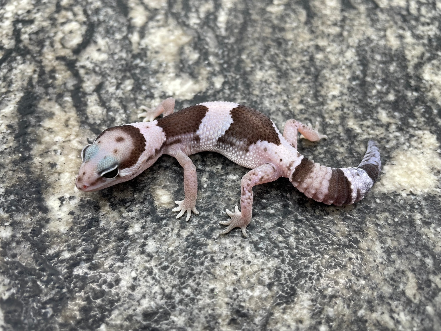 Oreo African Fat-Tailed Gecko by DB Reptiles - MorphMarket