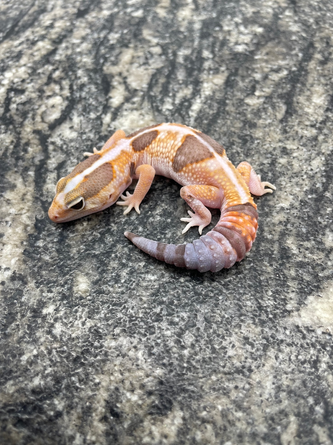 Striped Amel Whiteout NKH African Fat-Tailed Gecko by DB Reptiles ...