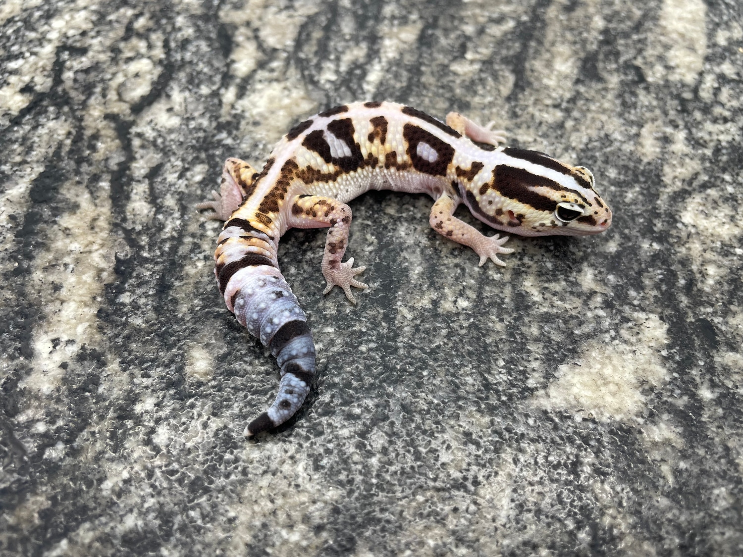 Striped Whiteout Het Amel Het Oreo PH Patternless African Fat-Tailed ...