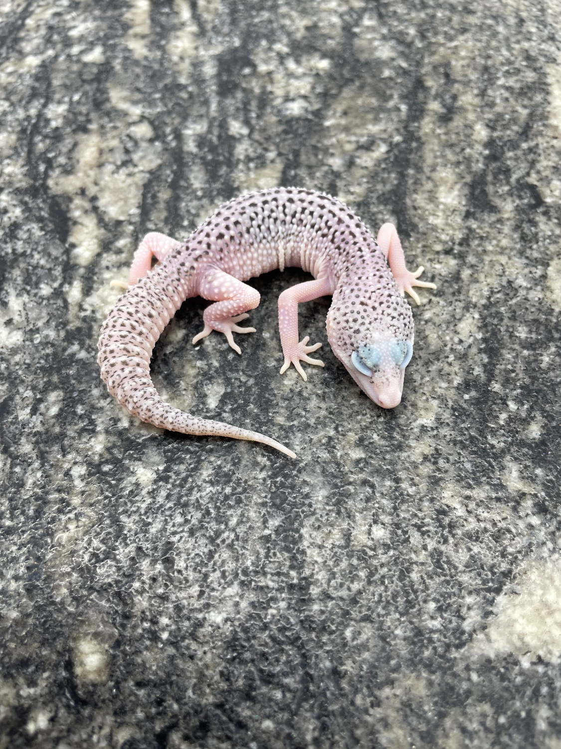 Super Snow Eclipse TSF PH Tremper Leopard Gecko by DB Reptiles ...