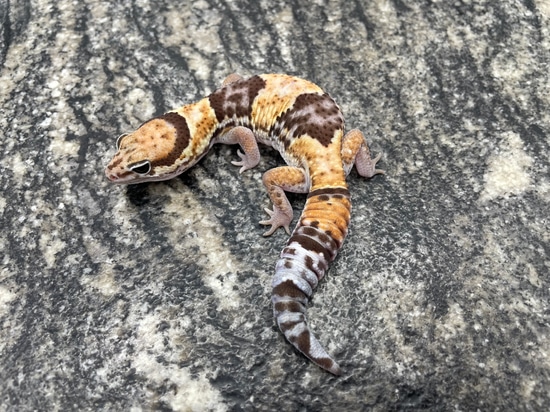 Banded Normal Het Amel And Oreo PH Patternless African Fat-Tailed Gecko ...