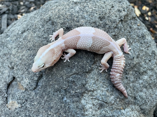 Amel Oreo African Fat-Tailed Gecko by DB Reptiles