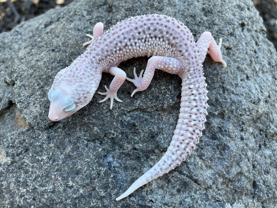 Super Snow Eclipse Leopard Gecko by DB Reptiles