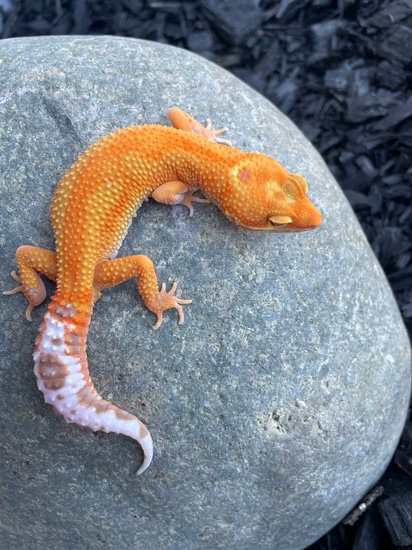 Firewater Leopard Gecko by DB Reptiles