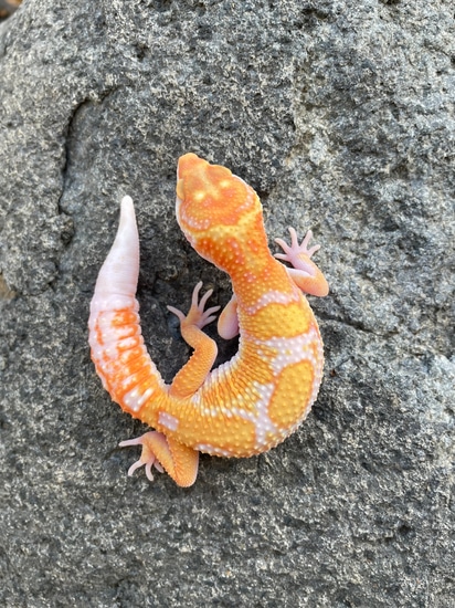 Red Diamond- Tail Regen Leopard Gecko by DB Reptiles