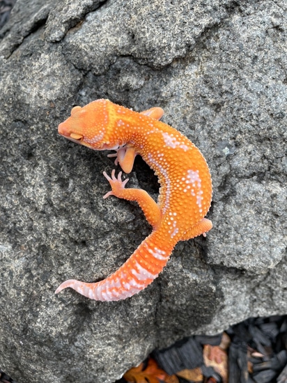 Red Diamond Leopard Gecko by DB Reptiles