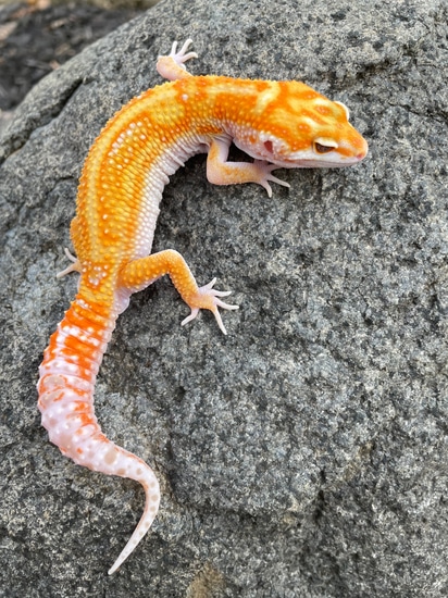 Red Diamond Leopard Gecko by DB Reptiles