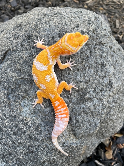 Red Diamond Leopard Gecko by DB Reptiles