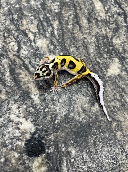 Bold Bandit Leopard Gecko by DB Reptiles