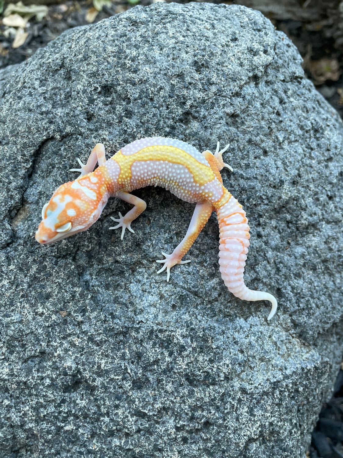 Tangerine Jungle Tremper