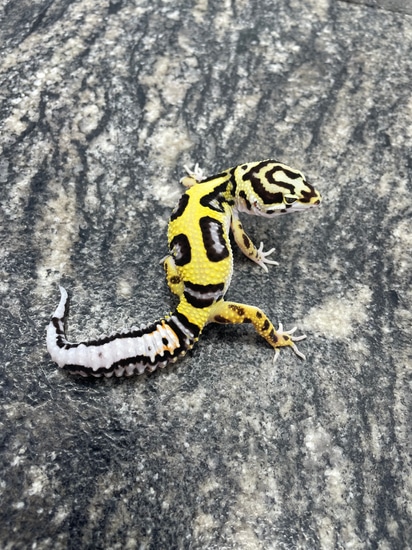 Bold Bandit Leopard Gecko by DB Reptiles