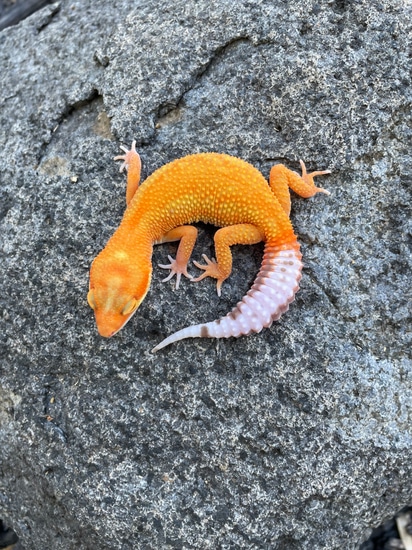 Firewater Leopard Gecko by DB Reptiles