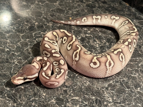 Cinnamon Fire Pastel Leopard Ball Python by Olympus Royals