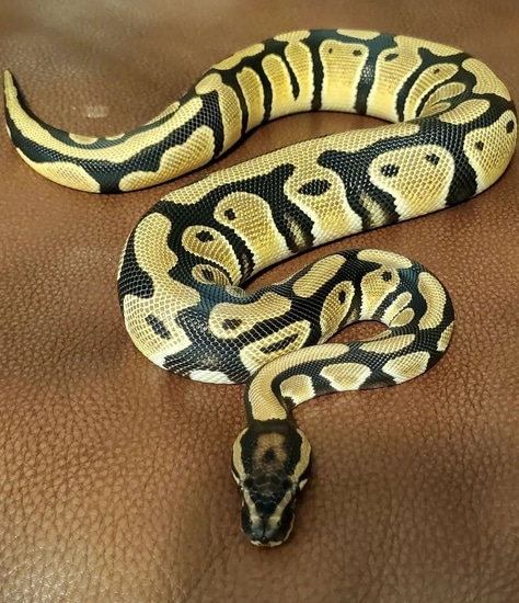 Lola Ball Python by JMB Exotics & Jake's Rattery