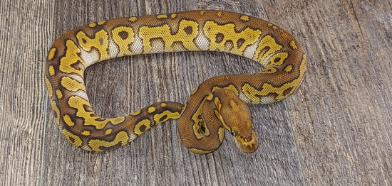 Luna Ball Python by JMB Exotics & Jake's Rattery