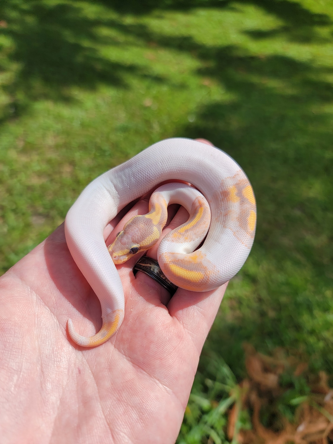 Banana Piebald Ball Python by JMB Exotics & Jake's Rattery - MorphMarket
