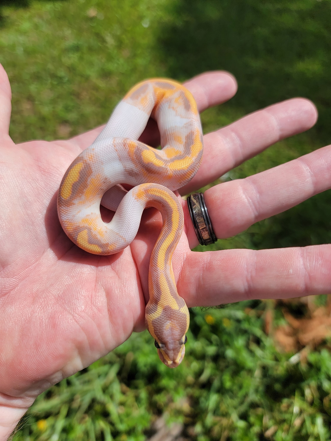 Banana Piebald Ball Python by JMB Exotics & Jake's Rattery - MorphMarket