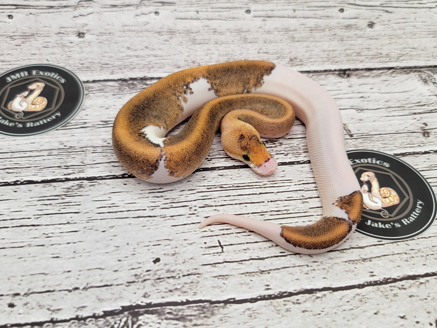 Cinnamon Or Black Pastel, Champagne 100% Het Albino Ball Python by JMB ...