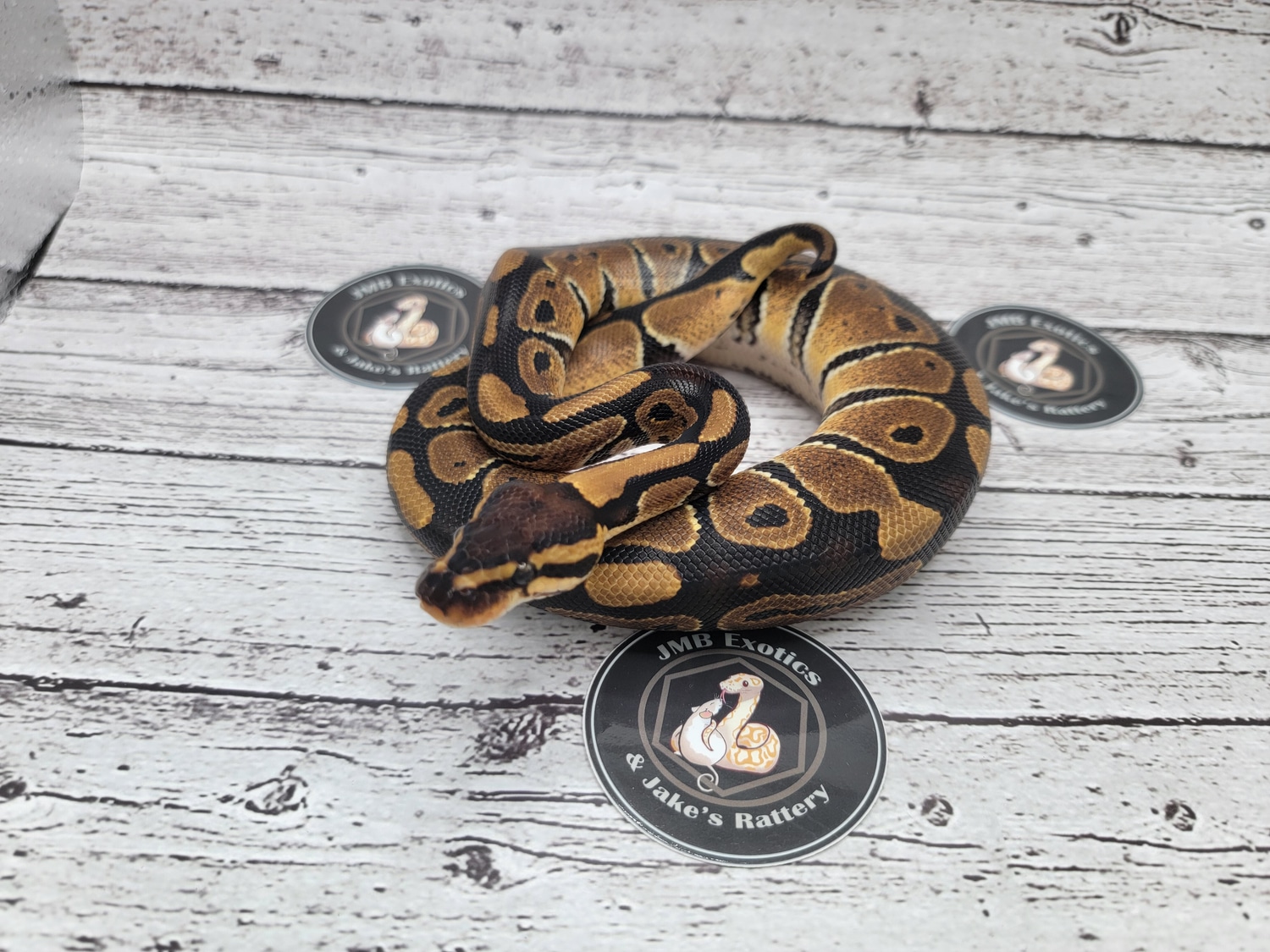 100% Het Clown 66% Het Piebald Ball Python by JMB Exotics & Jake's ...
