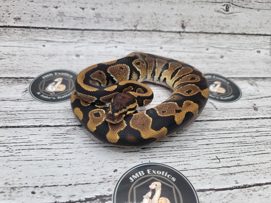 100% Het Clown 66% Het Piebald Ball Python by JMB Exotics & Jake's Rattery