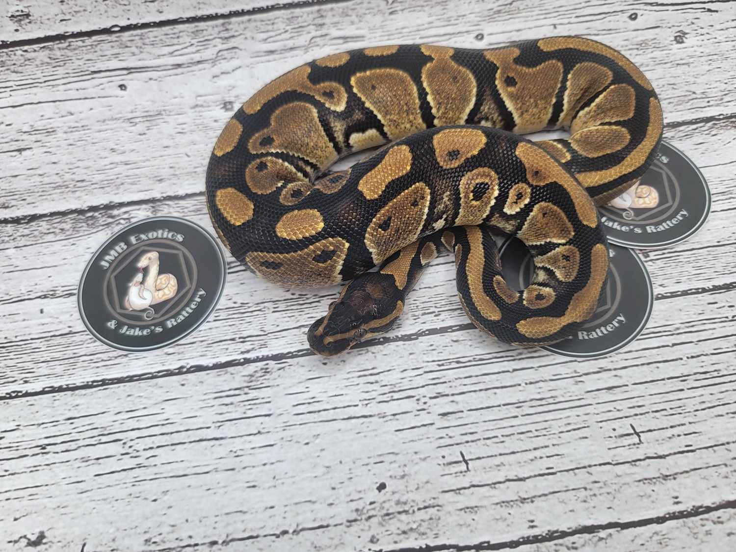 Male Het Piebald Ball Python by JMB Exotics & Jake's Rattery - MorphMarket