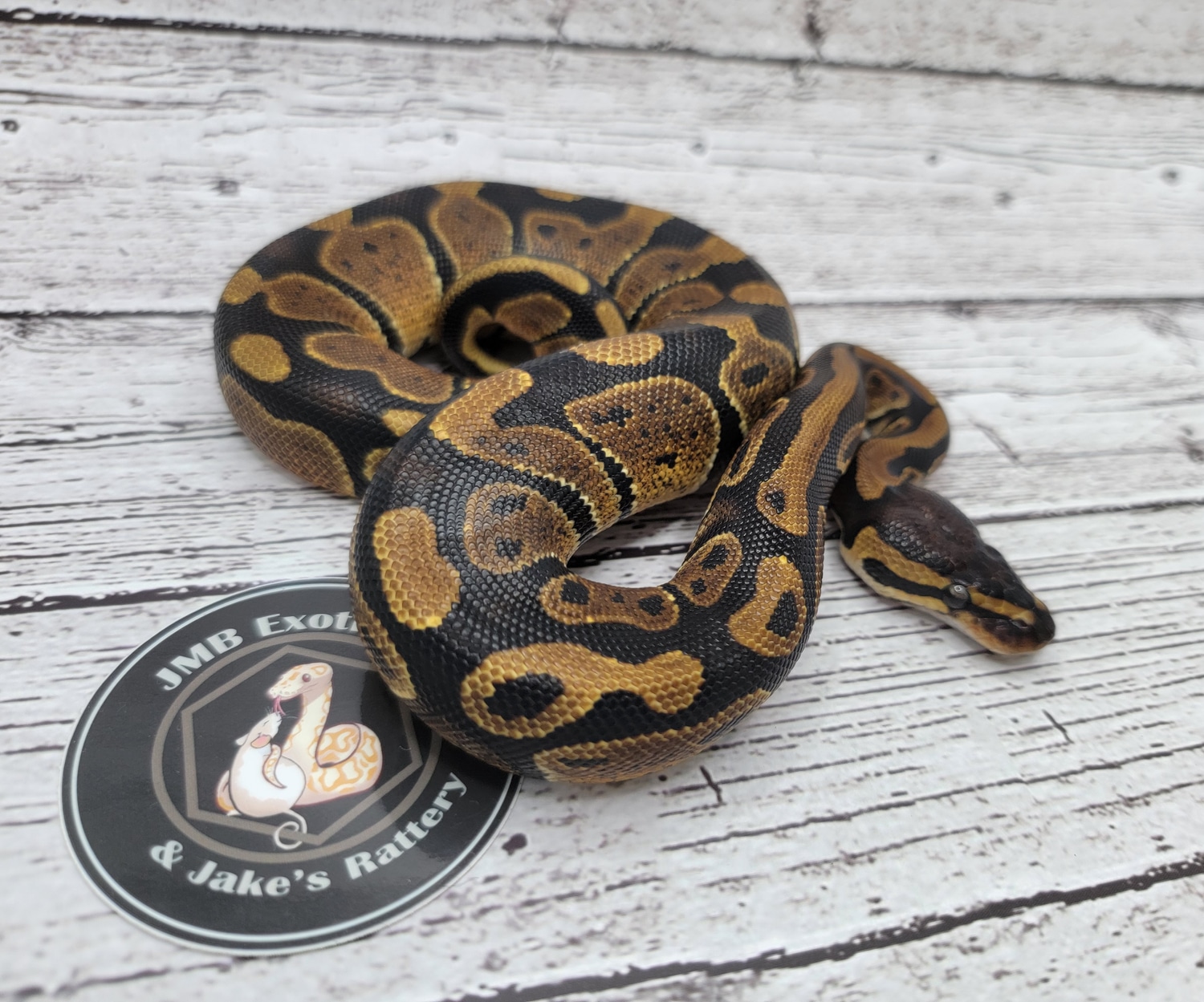 Het Piebald Female Ball Python by JMB Exotics & Jake's Rattery ...