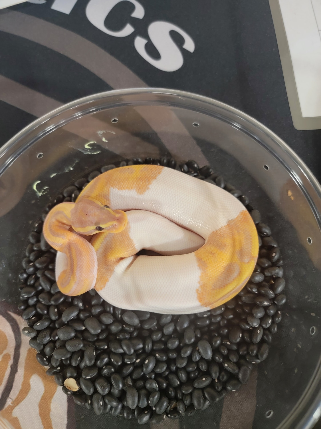 Banana Piebald Ball Python by JMB Exotics & Jake's Rattery - MorphMarket