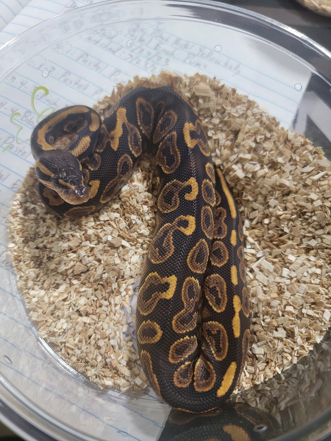 Black Pastel Yellowbelly Or Spark Het Albino Ball Python by JMB Exotics ...