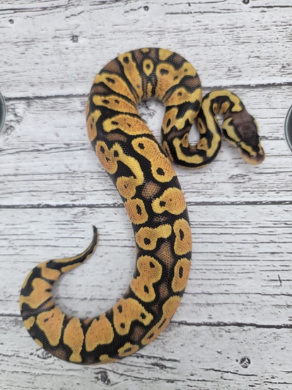 Pastel Enchi Het Albino Yellowbelly Or Spark Ball Python by JMB Exotics ...