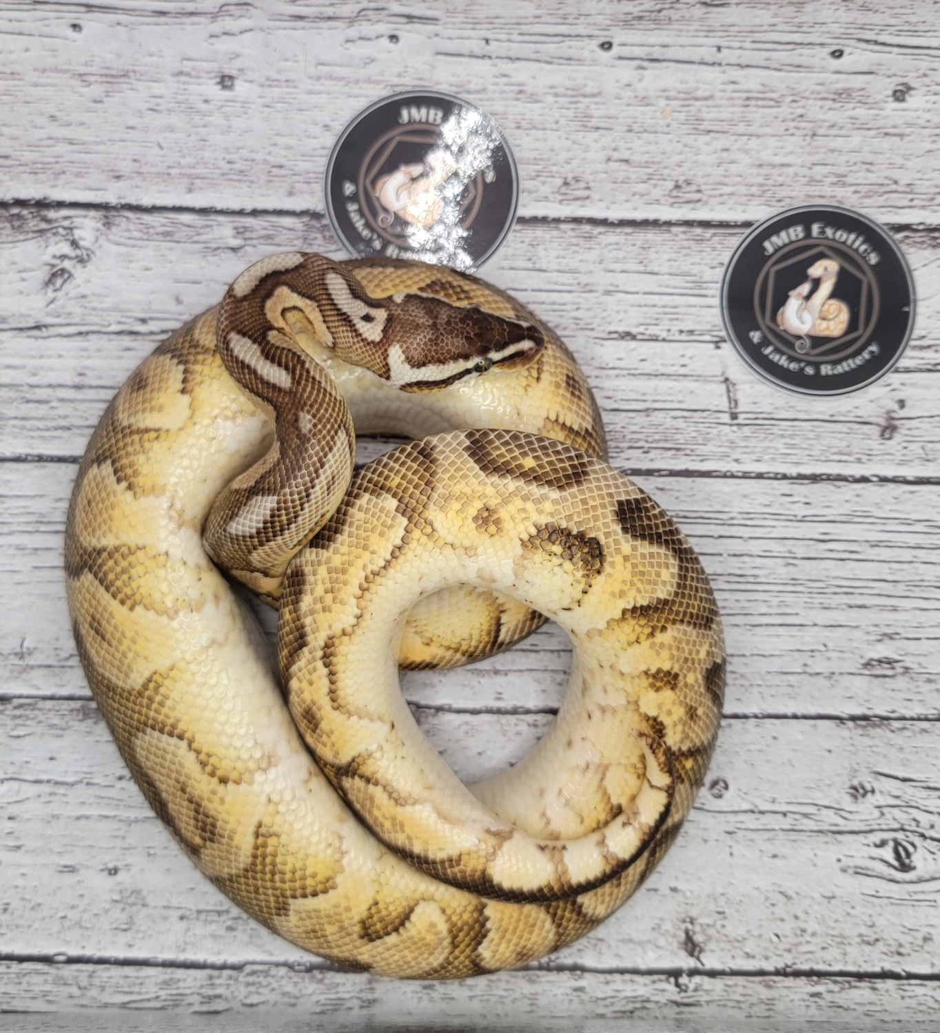 Pewter Enchi Yellowbelly Ball Python by JMB Exotics & Jake's Rattery ...