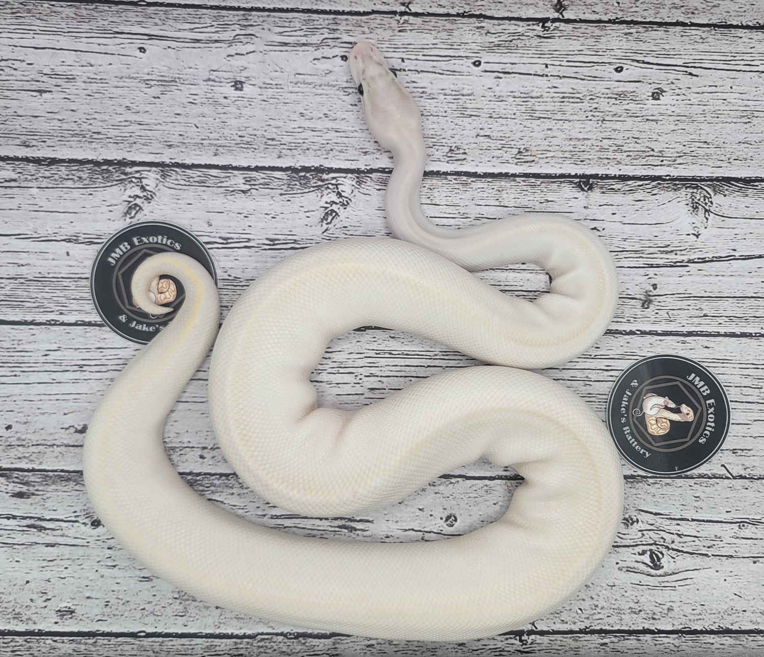 Ivory Ball Python by JMB Exotics & Jake's Rattery - MorphMarket