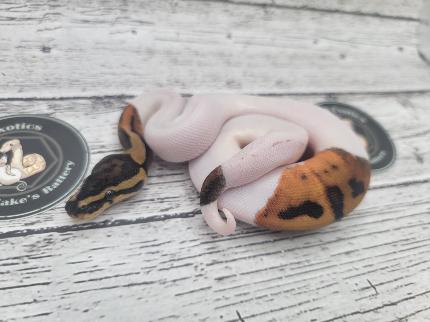 Piebald Het Clown Het Albino Ball Python by JMB Exotics & Jake's ...
