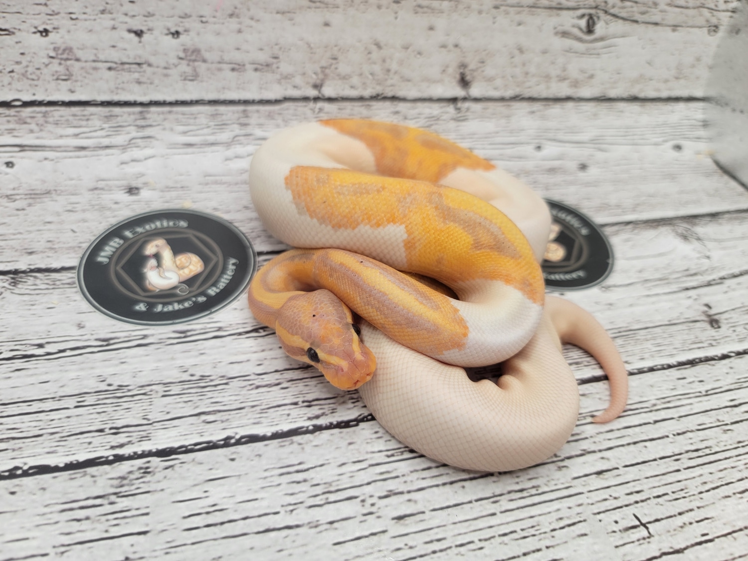 Banana Piebald Ball Python by JMB Exotics & Jake's Rattery - MorphMarket