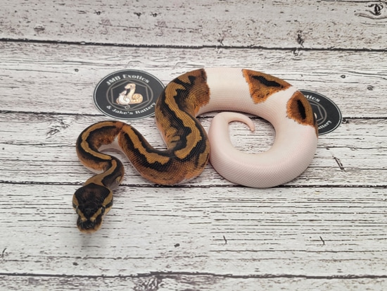 Piebald Het Clown Ball Python by JMB Exotics & Jake's Rattery