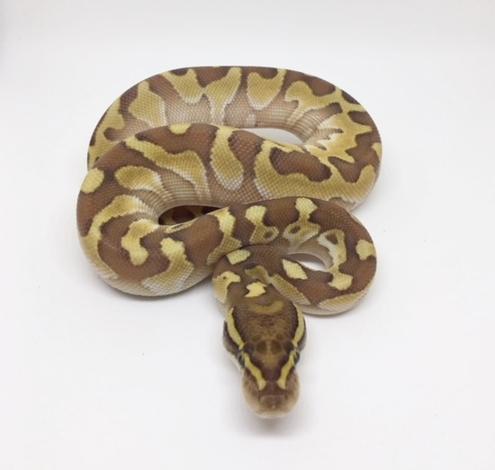 Enchi Lesser Het Monsoon Male Ball Python by Dave Green Reptiles