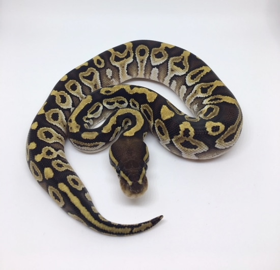 Mojave Het Monsoon Female Ball Python by Dave Green Reptiles