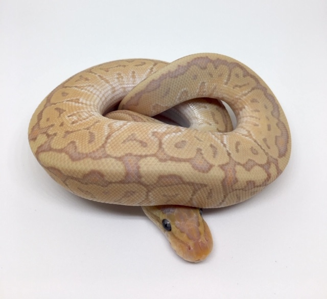 Banana Mojave Pinstripe Het Monsoon Male Ball Python by Dave Green ...