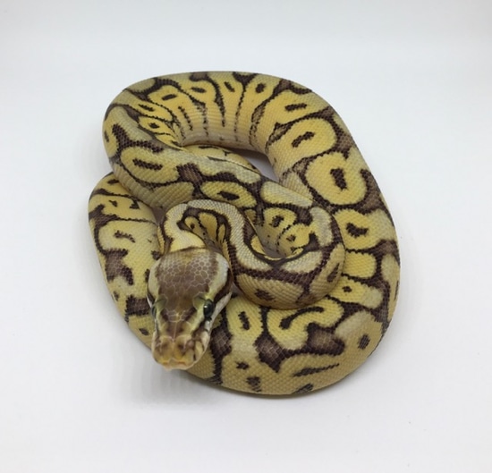 Mojave Bumble Bee Het Monsoon Male Ball Python by Dave Green Reptiles
