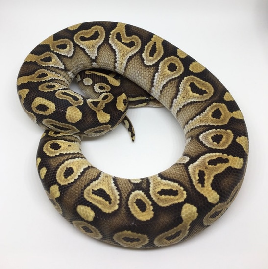 Mojave Double Het. Monsoon/Ghost Male Ball Python by Dave Green Reptiles