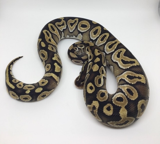Mojave Double Het. Monsoon/Candy Male Ball Python by Dave Green Reptiles