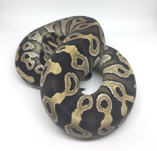 Mojave Het Monsoon Male Ball Python by Dave Green Reptiles