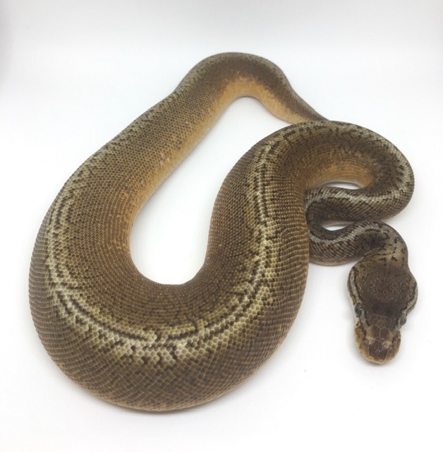Special Spider Monsoon Female Ball Python by Dave Green Reptiles - MorphMarket
