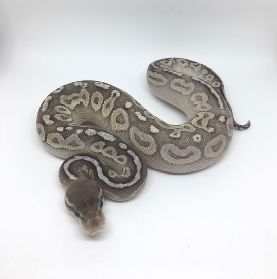 Mojave Pewter Het Monsoon Female Ball Python by Dave Green Reptiles