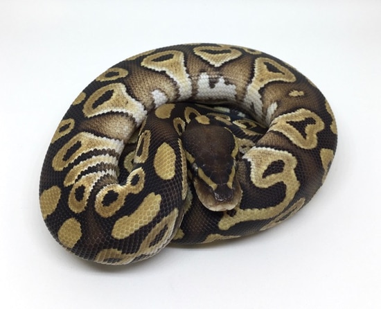 Mojave Het Monsoon Male Ball Python by Dave Green Reptiles