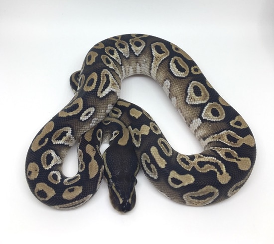 Mojave Het Monsoon Male Ball Python by Dave Green Reptiles